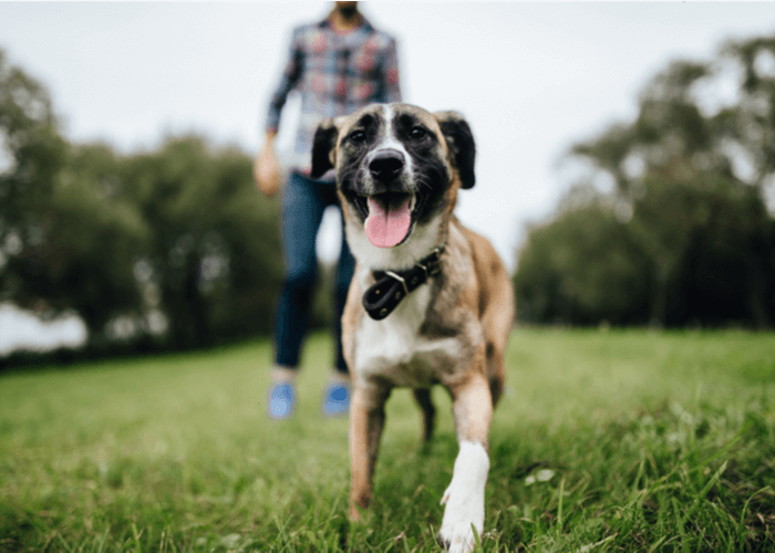 Skyloft Great Gift Ideas For Pet Lovers skyloft-great-gift-ideas-for-pet-lovers